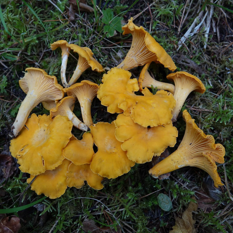 Girolle, guide complet - Tous les champignons